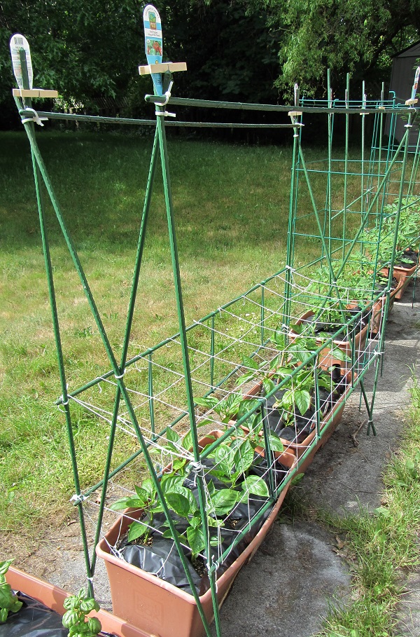 An Improvised Ultomato Stake Trellis, And An Update To The 2014 A-Frame ...